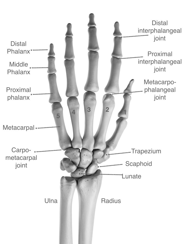 COMMON HAND AND WRIST INJURIES IN STRIKING SPORTS - PART 1 - The ...